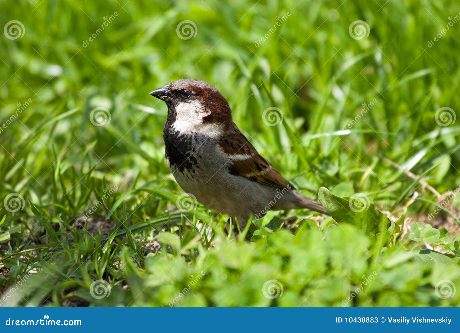 Passer domesticus stock image. Image of nature, wildlife - 10430883