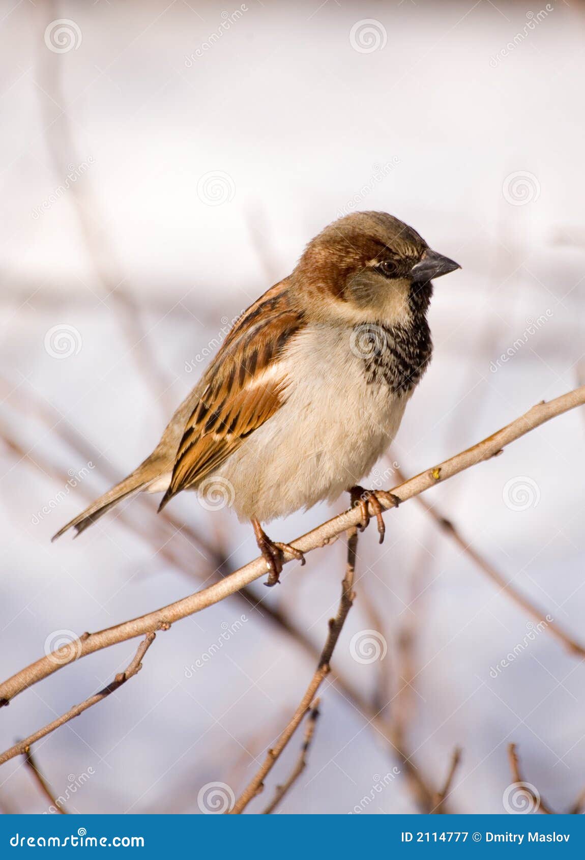 Passer domesticus stock image. Image of small, russia - 2114777