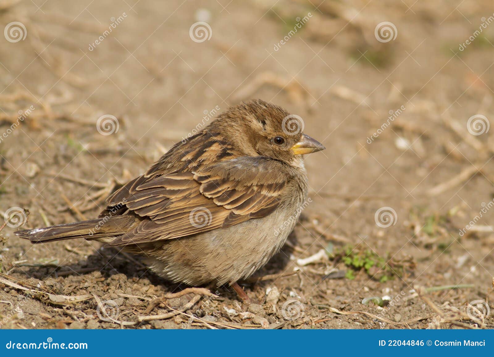 Passer domesticus stock photo. Image of beak, flight - 22044846