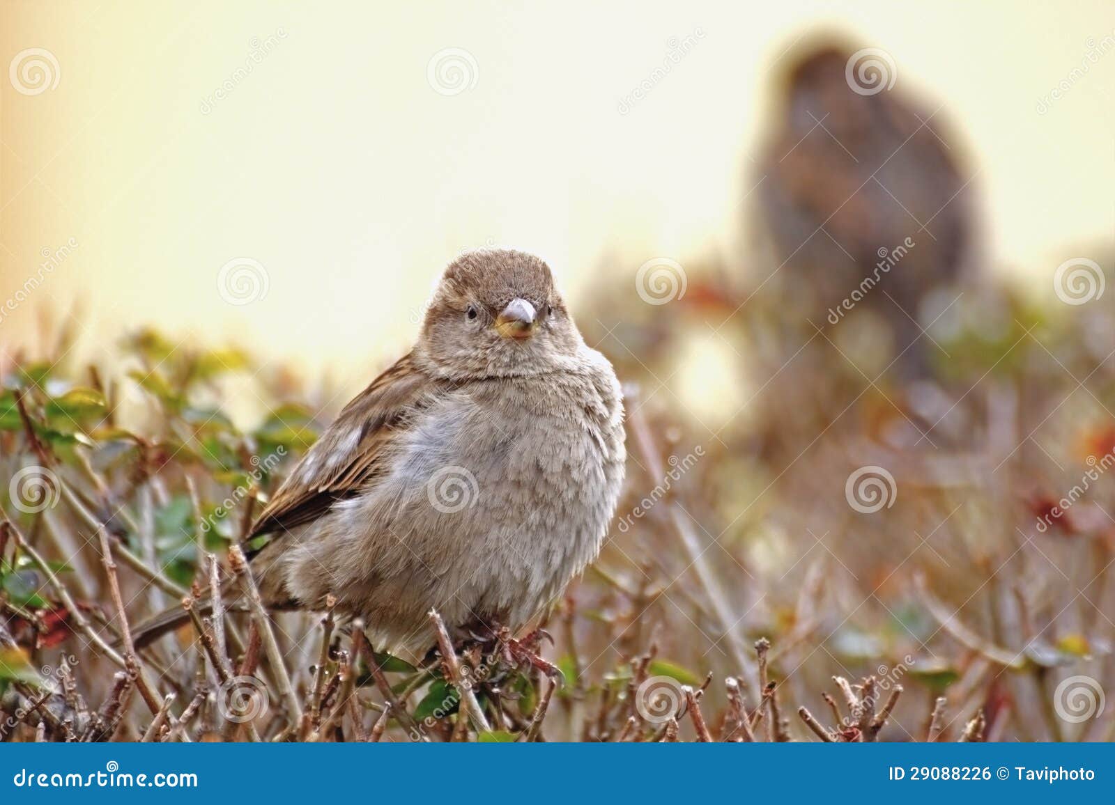 Passer domesticus stock photo. Image of bush, brown, passer - 29088226