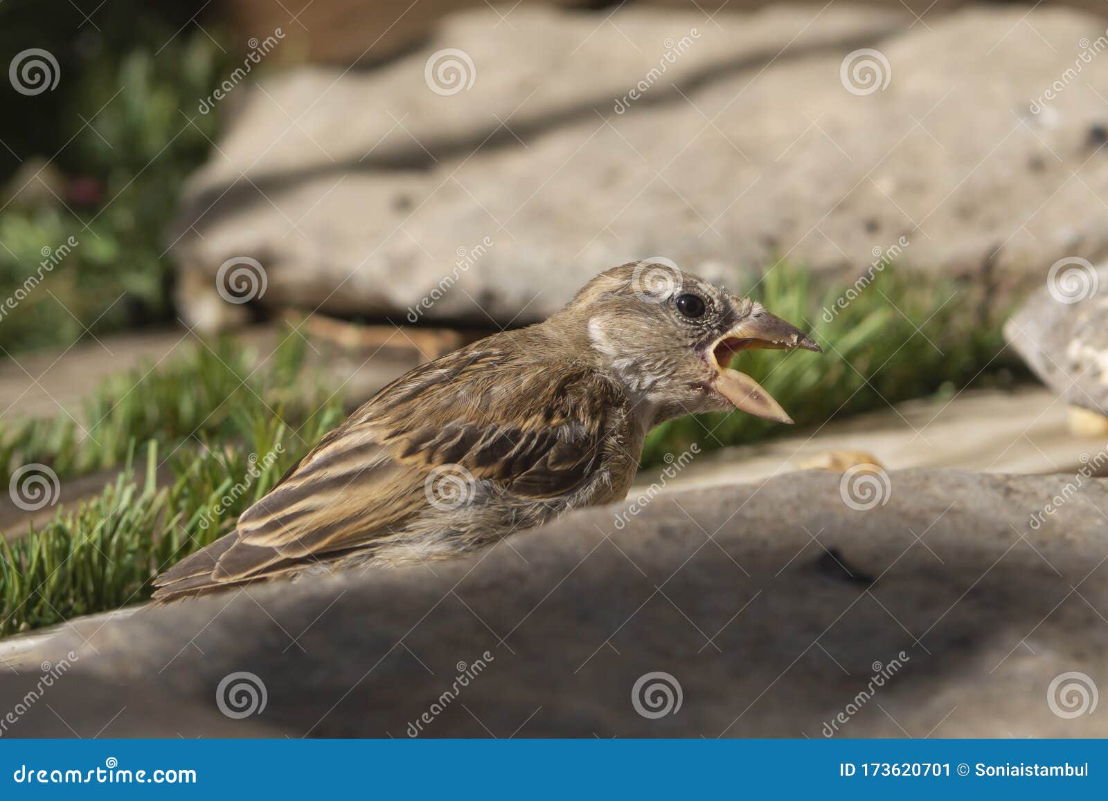 Passer Domesticus Calling Mom Stock Image - Image of animal, baby ...