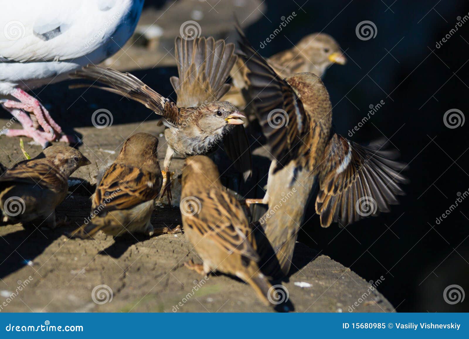 Passer Domesticus, House Sparrow Stock Image - Image of house, animal ...