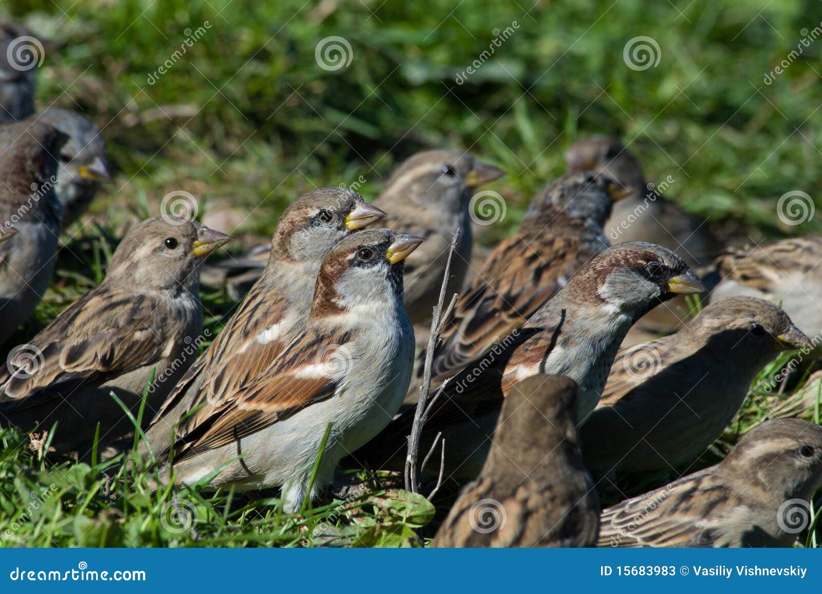 Passer Domesticus, House Sparrow Stock Image - Image of bird, group ...