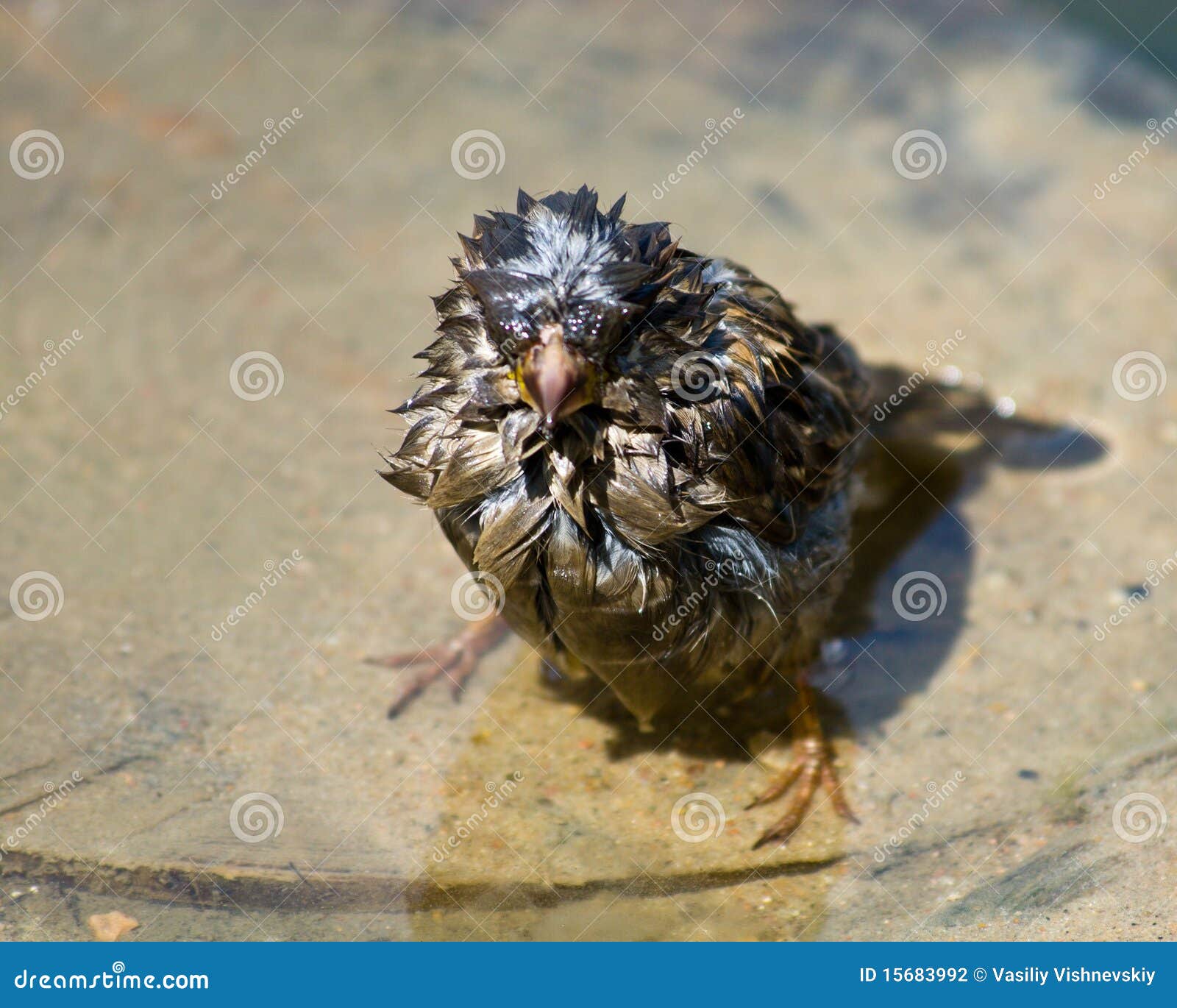 Passer Domesticus, House Sparrow Stock Photo - Image of house, passer ...