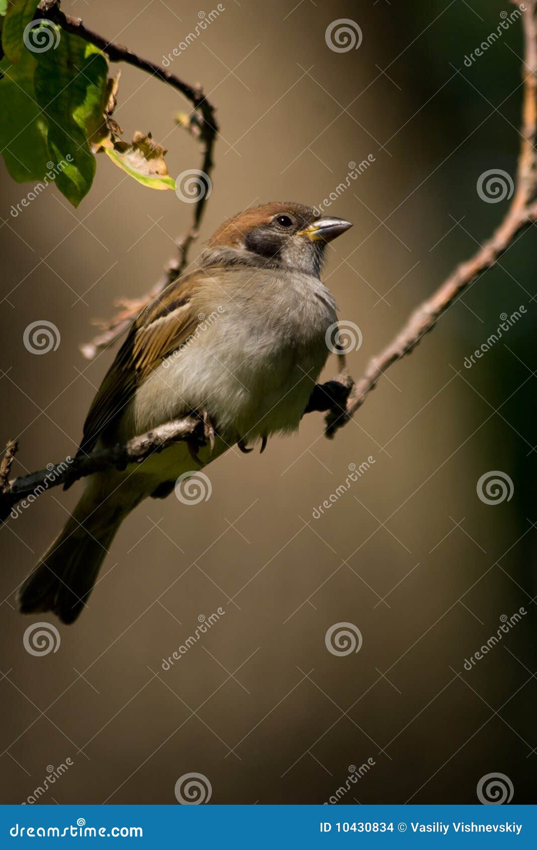 Passer montanus stock photo. Image of natural, montanus - 10430834