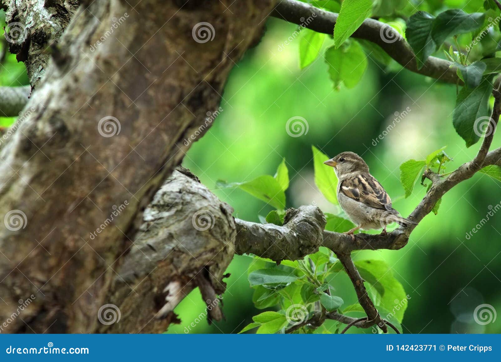 Passer montanus stock image. Image of camoflaged, aplle - 142423771