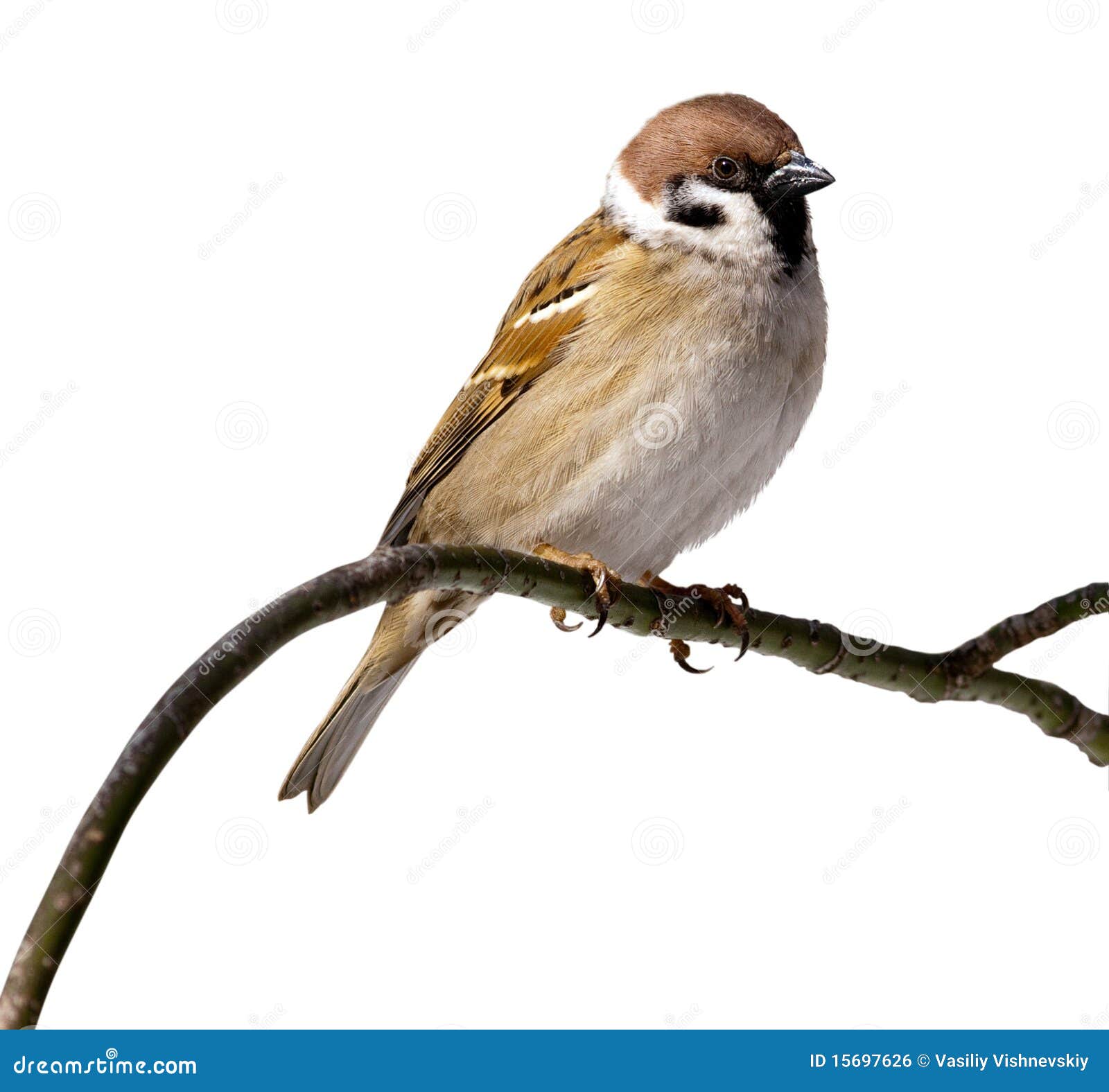 Passer Montanus, Tree Sparrow Stock Photo - Image of animal, brown ...