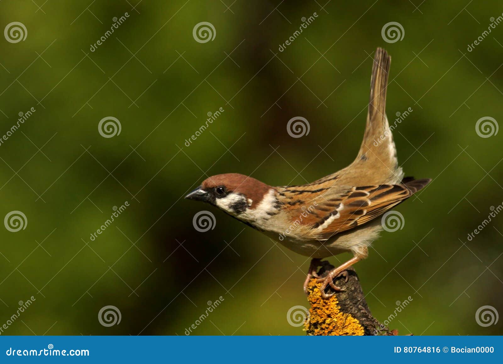 Passer Montanus Tree Sparrow Stock Photo - Image of montanus, sparrow ...