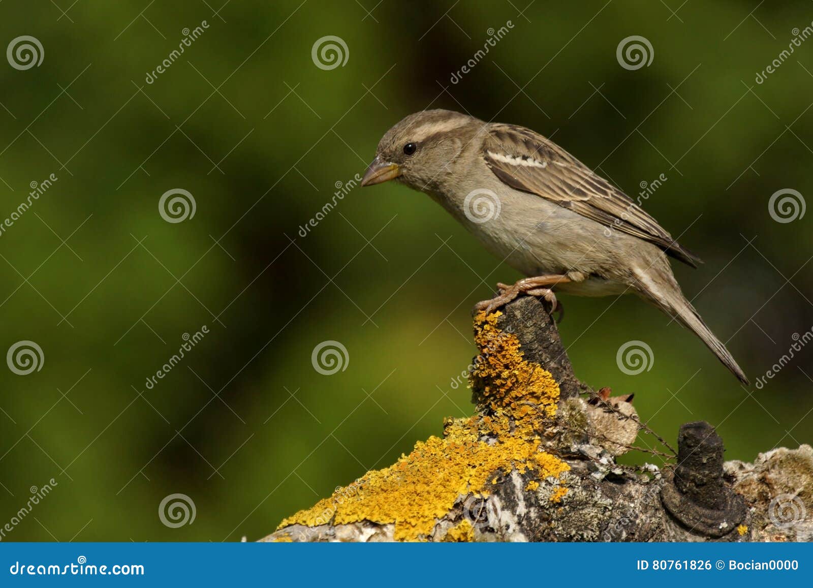 Passer Montanus Tree Sparrow Stock Photo - Image of small, sparrow ...