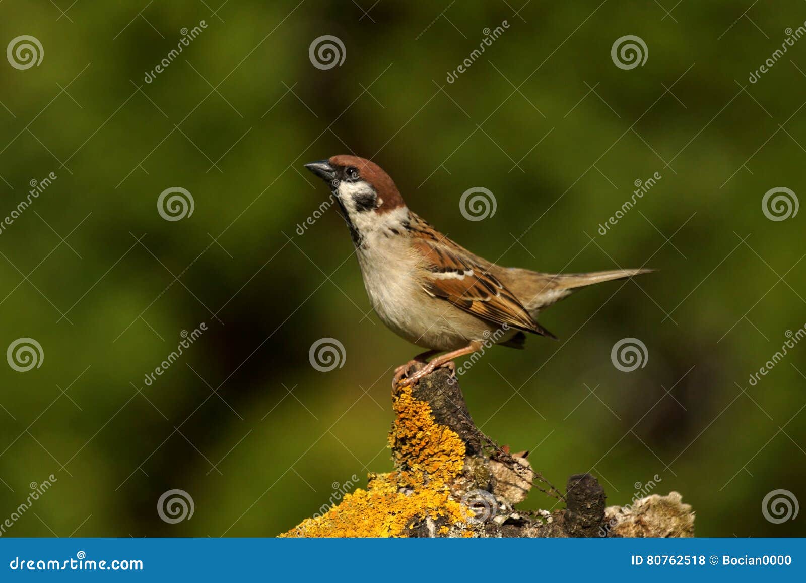 Passer Montanus Tree Sparrow Stock Photo - Image of animal, organism ...