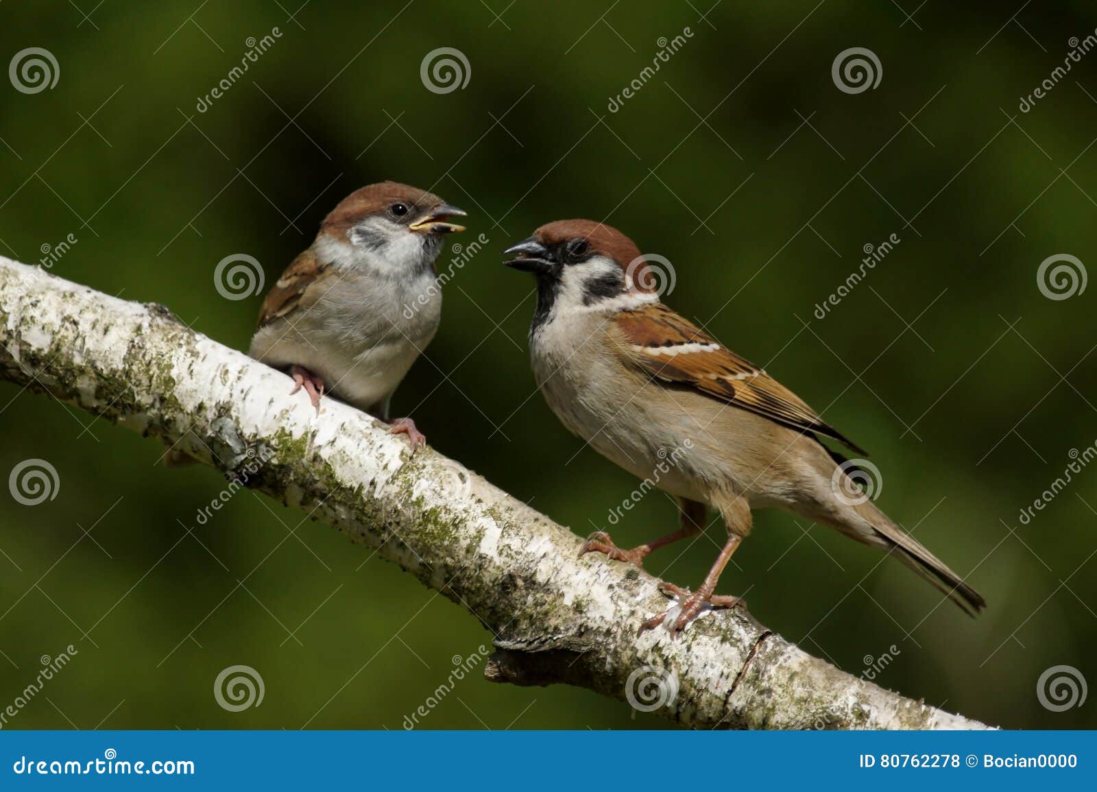 Passer Montanus Tree Sparrow Stock Photo - Image of bird, passer: 80762278