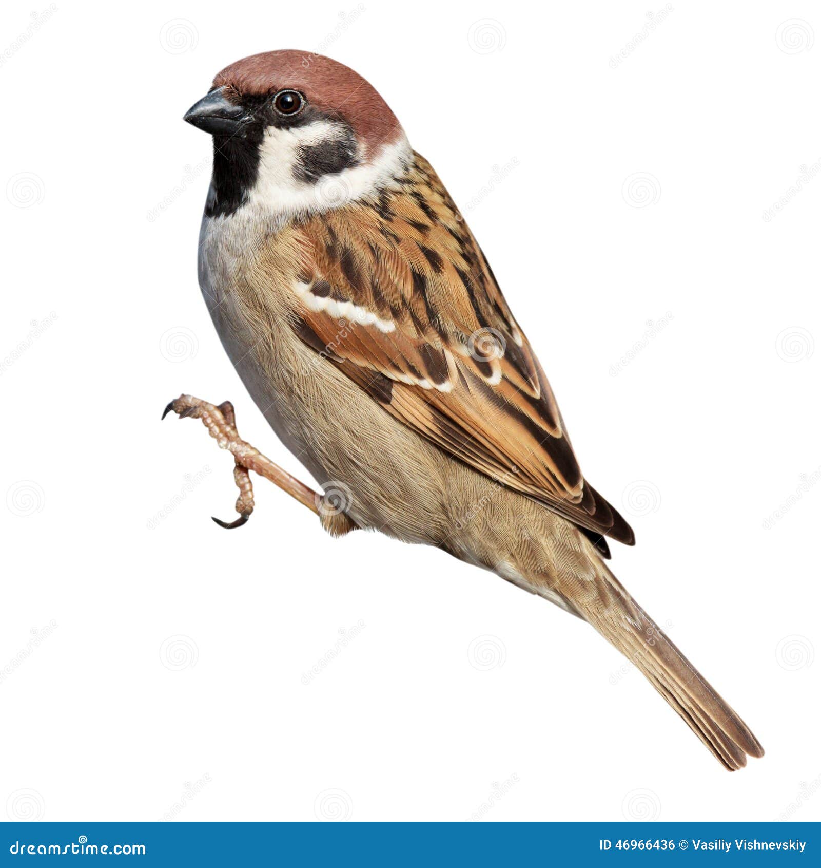 Passer Montanus, Tree Sparrow. Stock Photo - Image of closeup, isolated ...