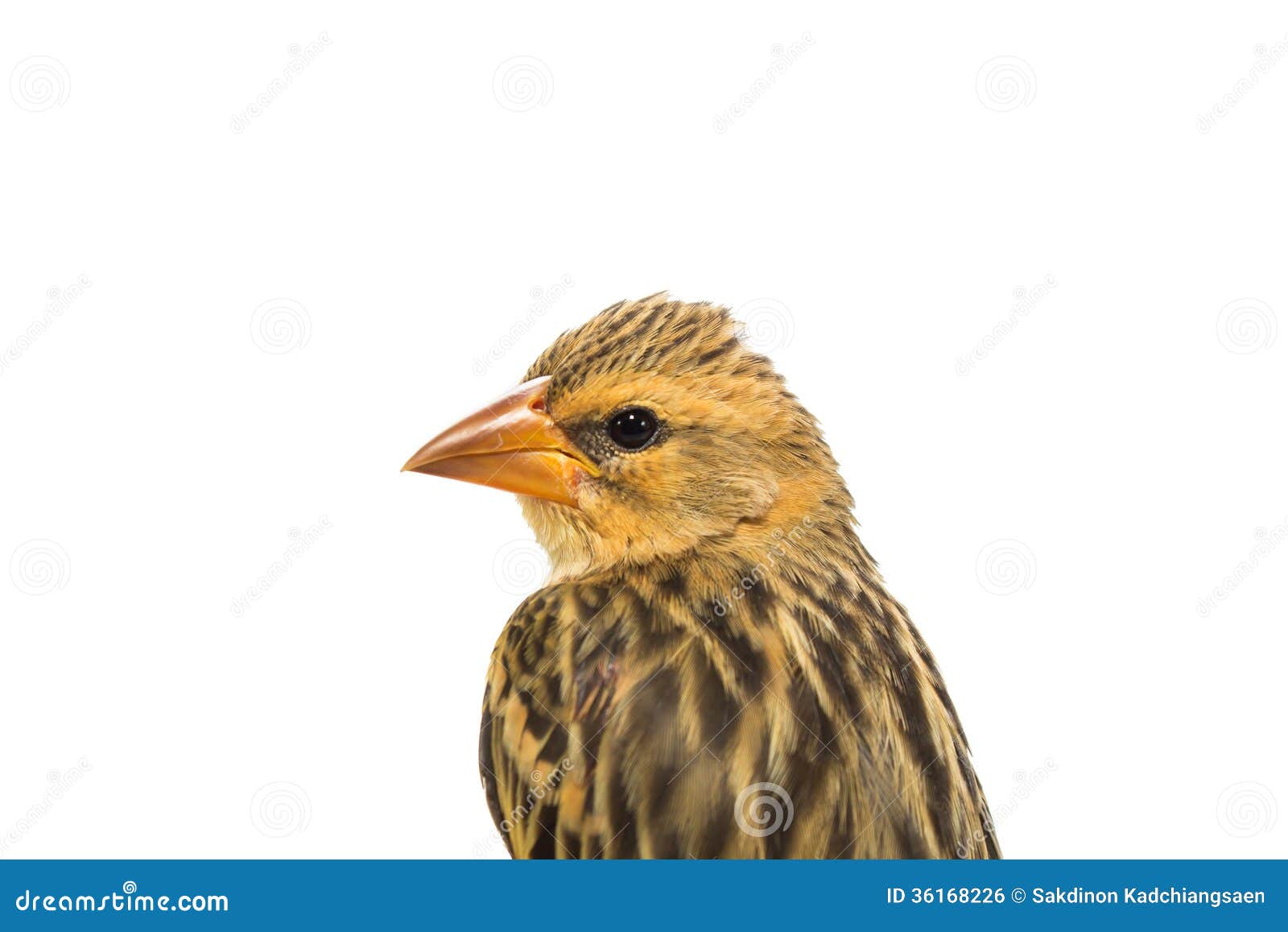 Passer Van De Huismus Domesticus Stock Foto - Image of bescherming ...
