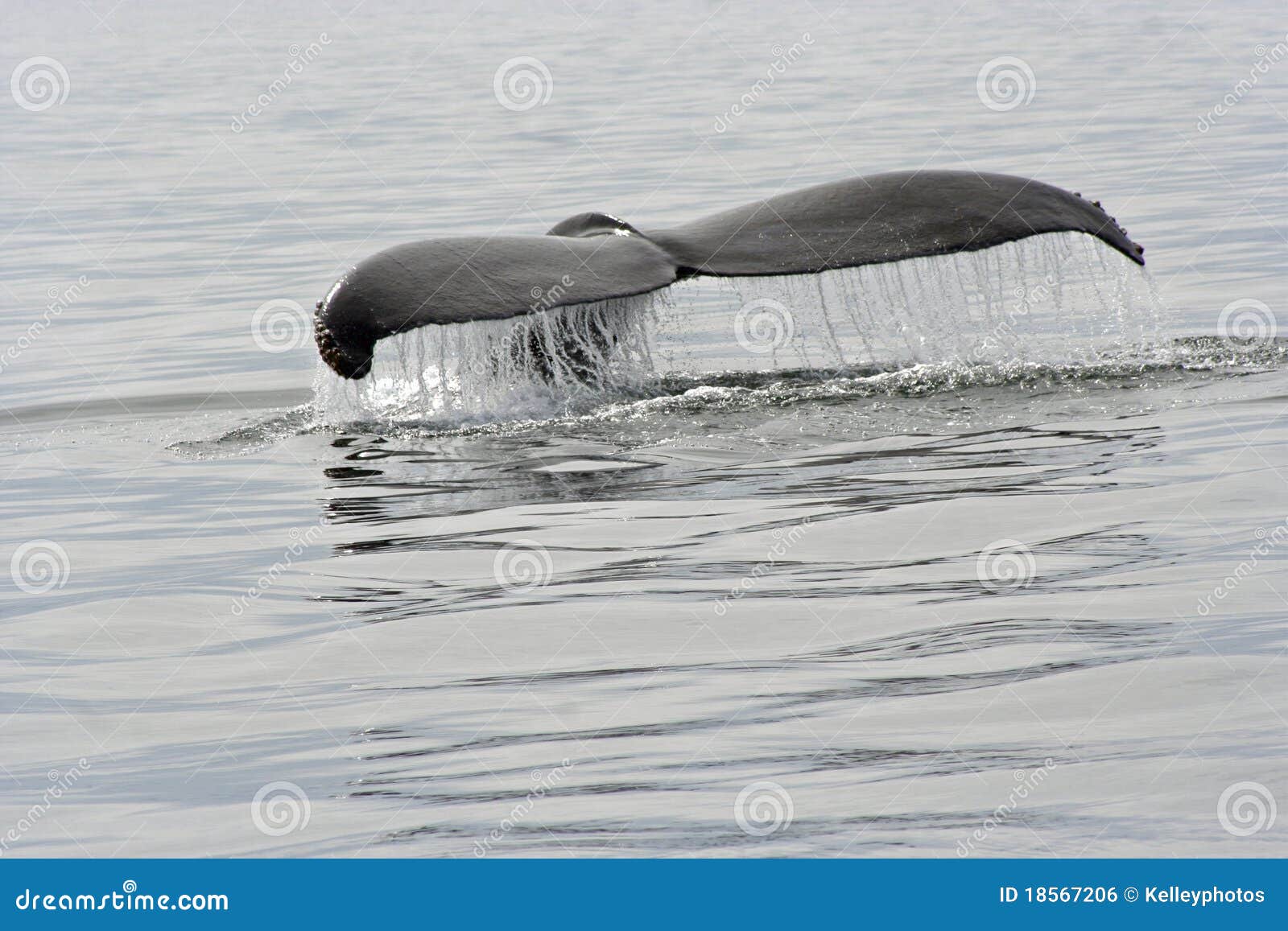 Passera Della Balena Di Humpback Fotografia Stock - Immagine di balene ...