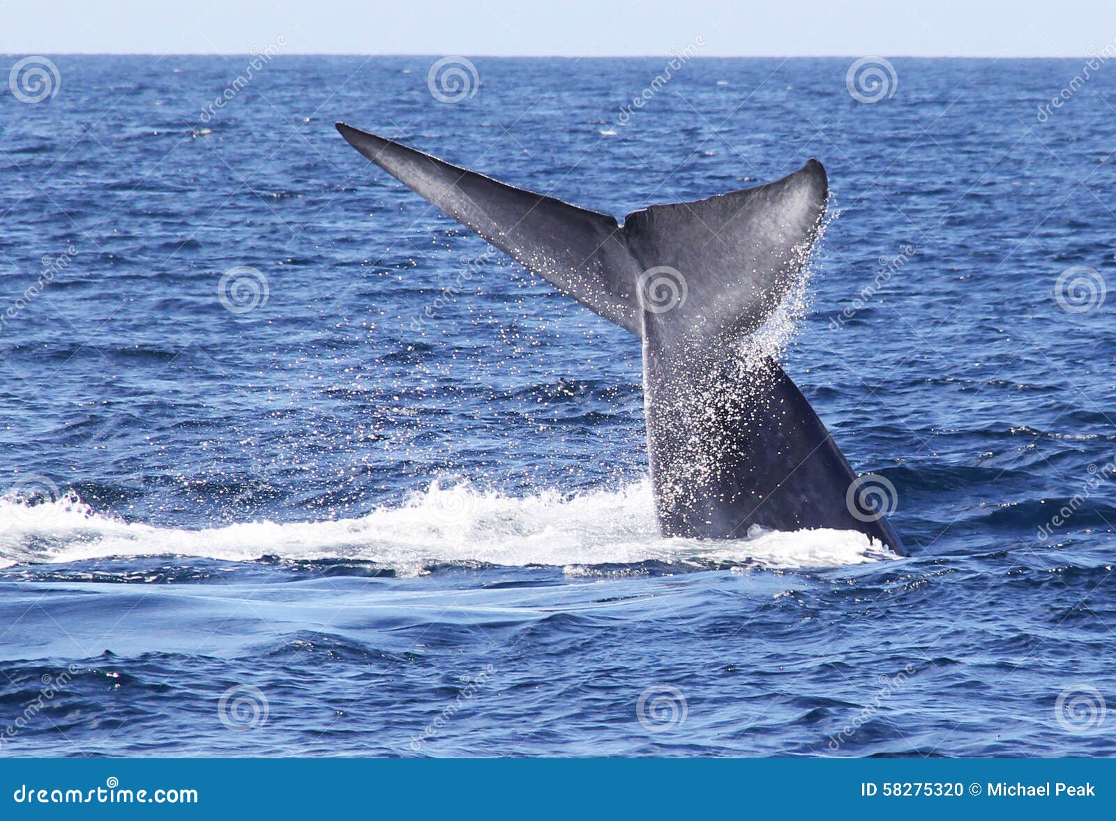Passere della balena blu fotografia stock. Immagine di acque - 58275320