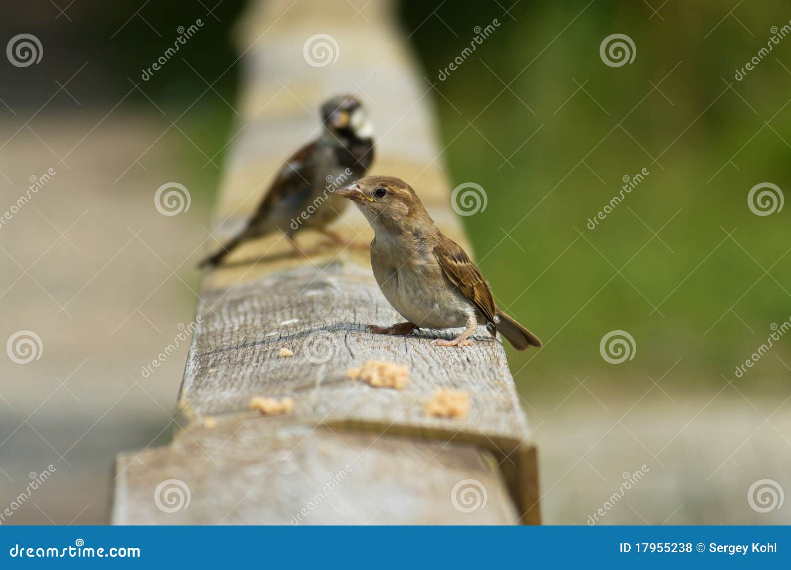 Passeri fotografia stock. Immagine di coda, alimento - 17955238