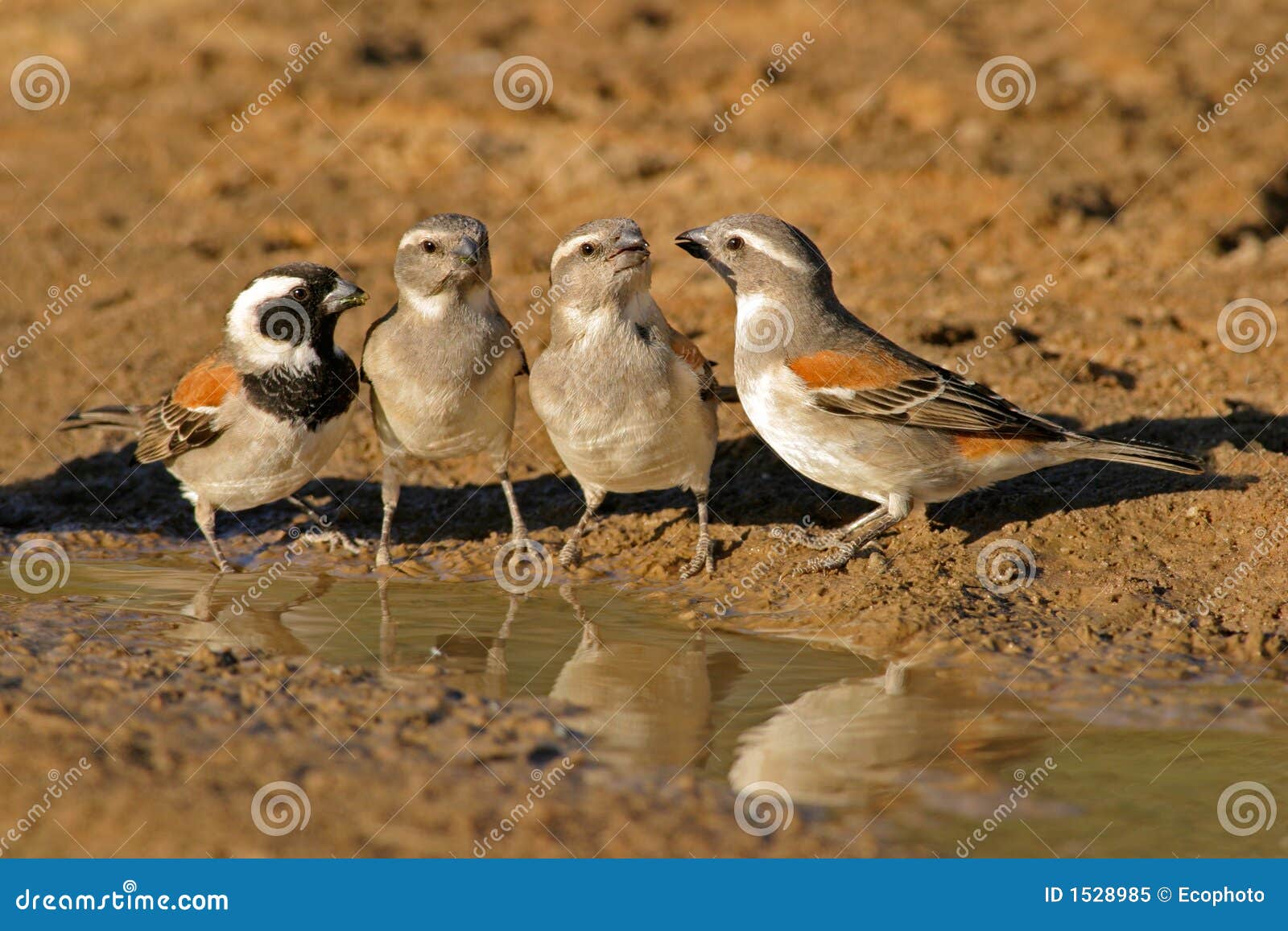 Passeri del capo immagine stock. Immagine di animale, uccelli - 1528985