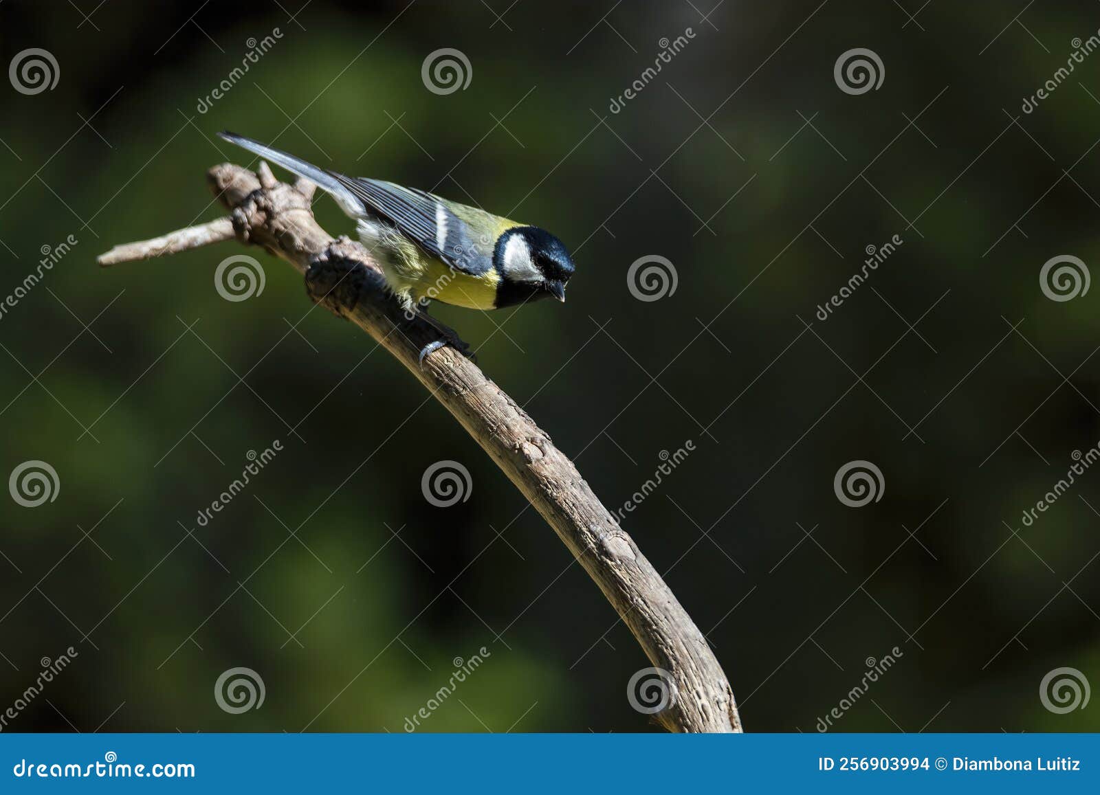 Passeriformi stock photo. Image of bird, ramo, wildlife - 256903994
