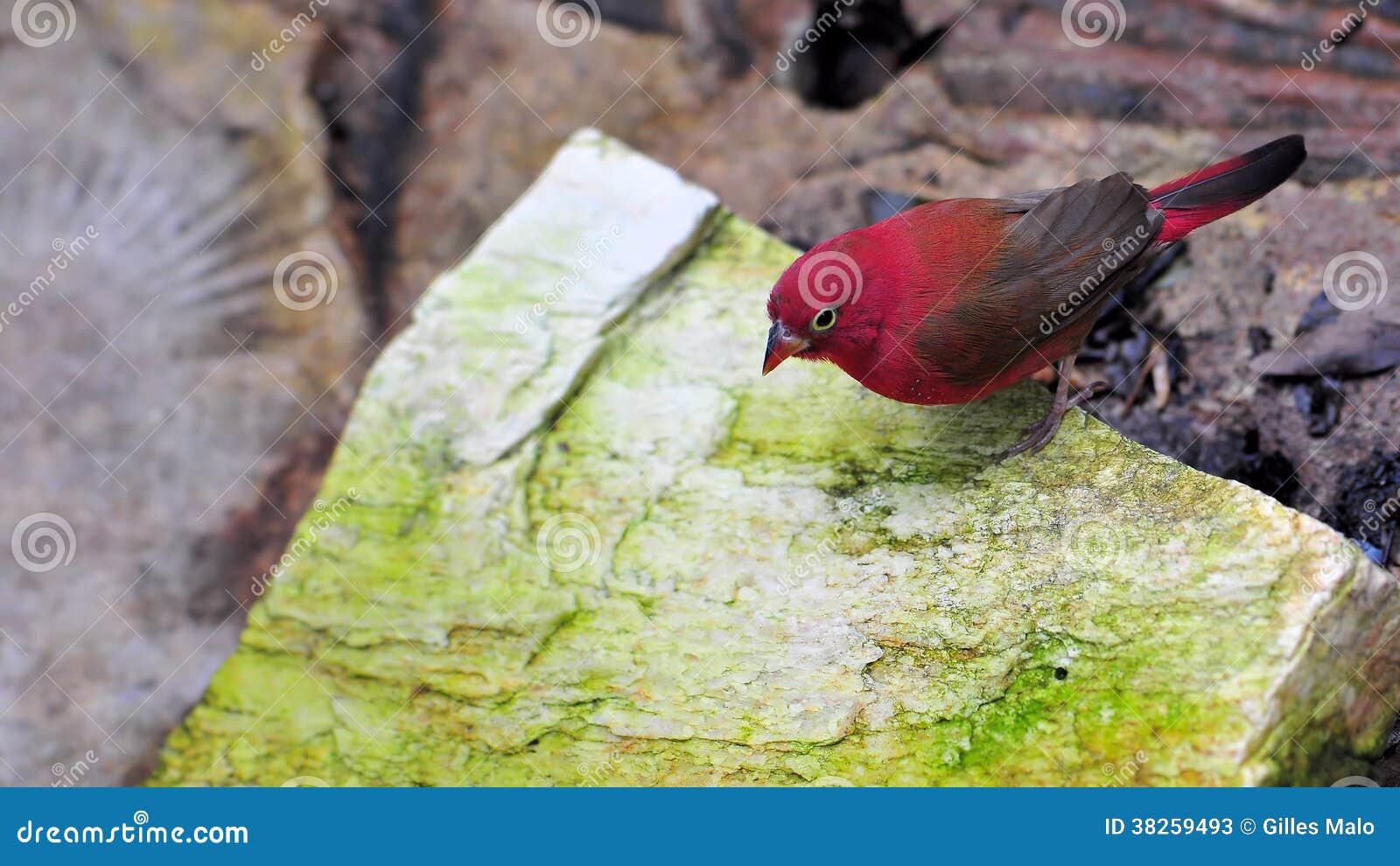 Passerine bird stock image. Image of tanager, finch, nature - 38259493