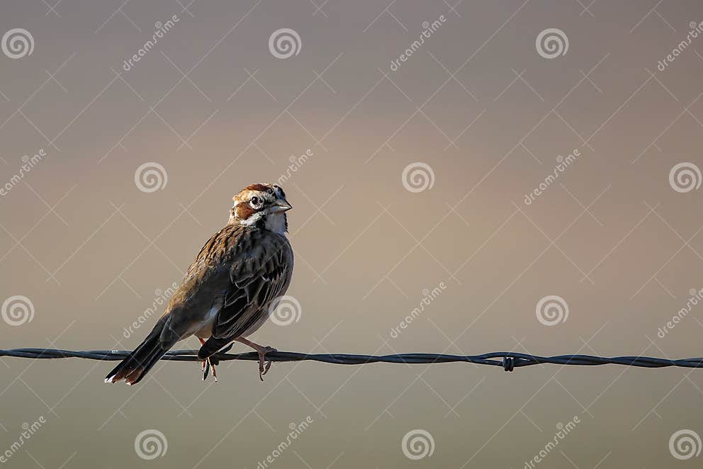 Passerine Bird Perching on Barbed Wire Stock Photo - Image of sparrow ...