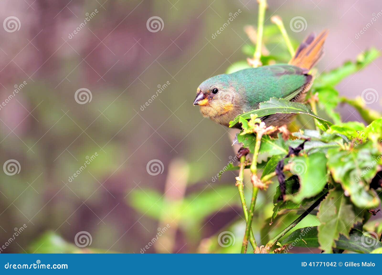 Passerine Bird in Tree in Aviary Stock Photo - Image of parks ...