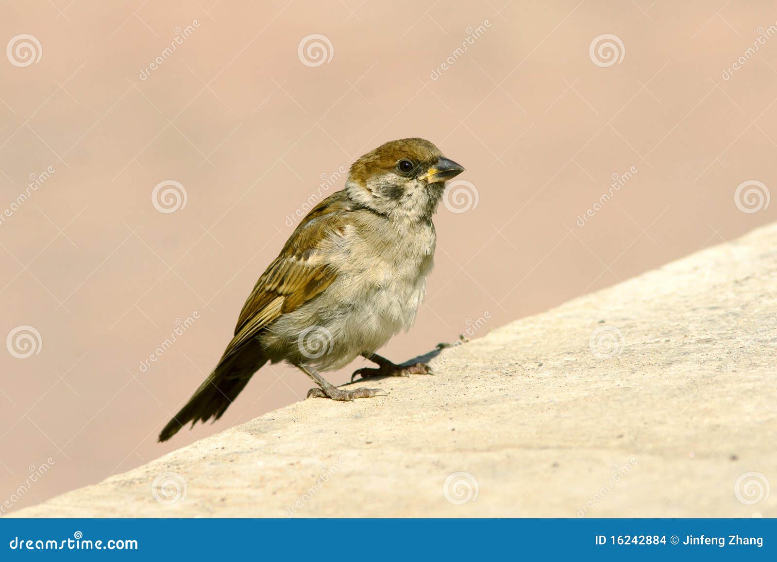 Passero fotografia stock. Immagine di animale, uccelli - 16242884