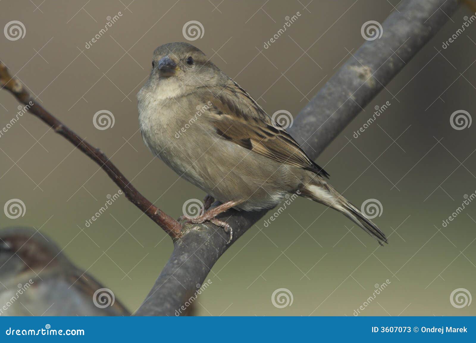 Passero immagine stock. Immagine di natura, passante, frizioni - 3607073