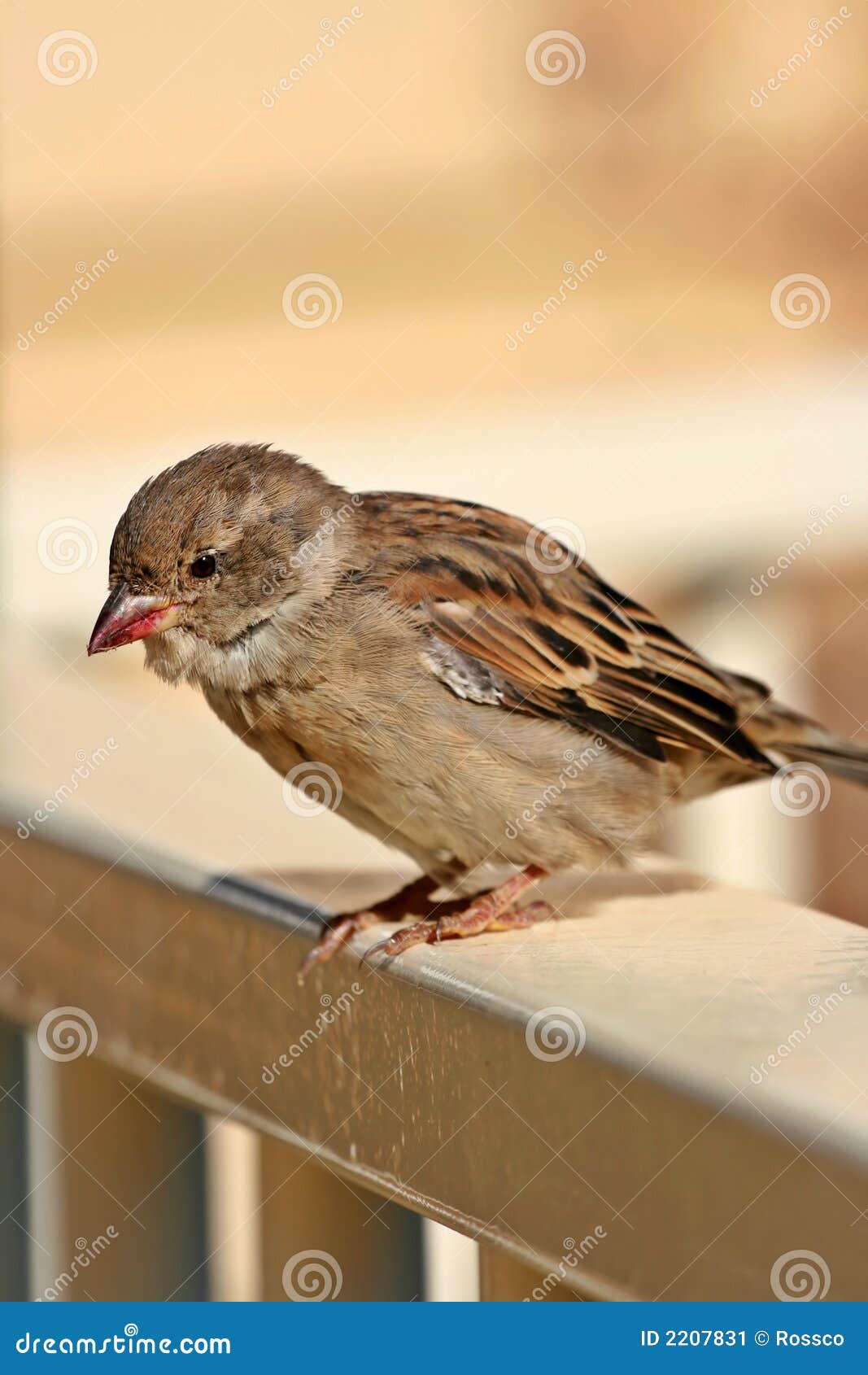 Passero comune immagine stock. Immagine di casa, appollaiato - 2207831