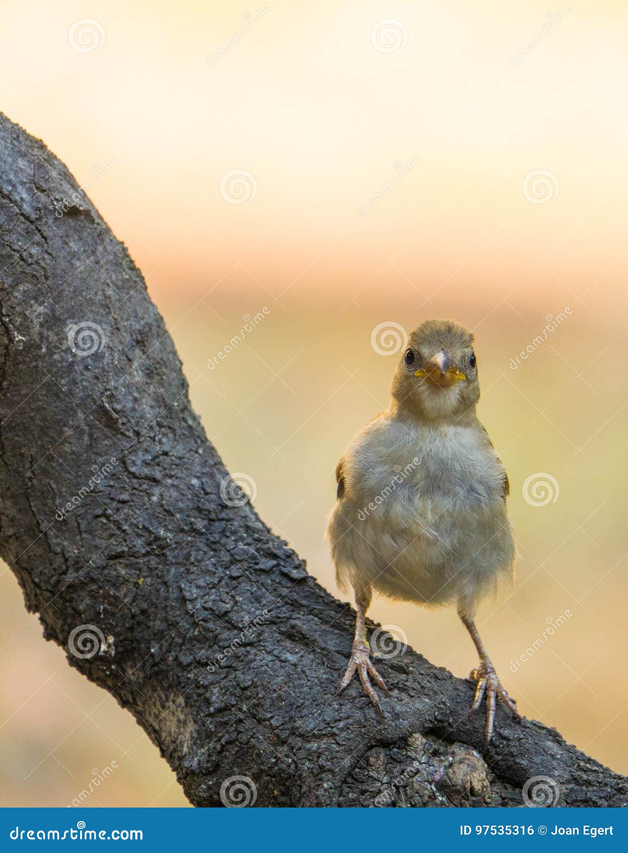 Passero D'impiumatura Sul Ramo Fotografia Stock - Immagine di pertiche ...