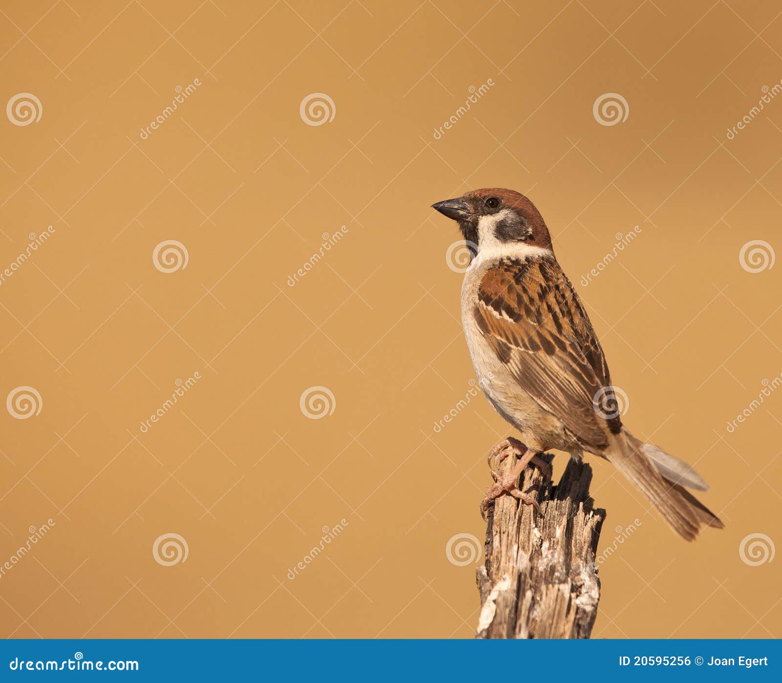 Passero Maschio Dell'albero Fotografia Stock - Immagine di ecologia ...