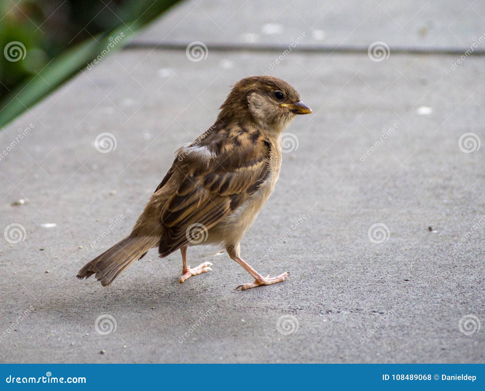 Passero, Piccolo Uccello Marrone Comune Fotografia Stock - Immagine di ...