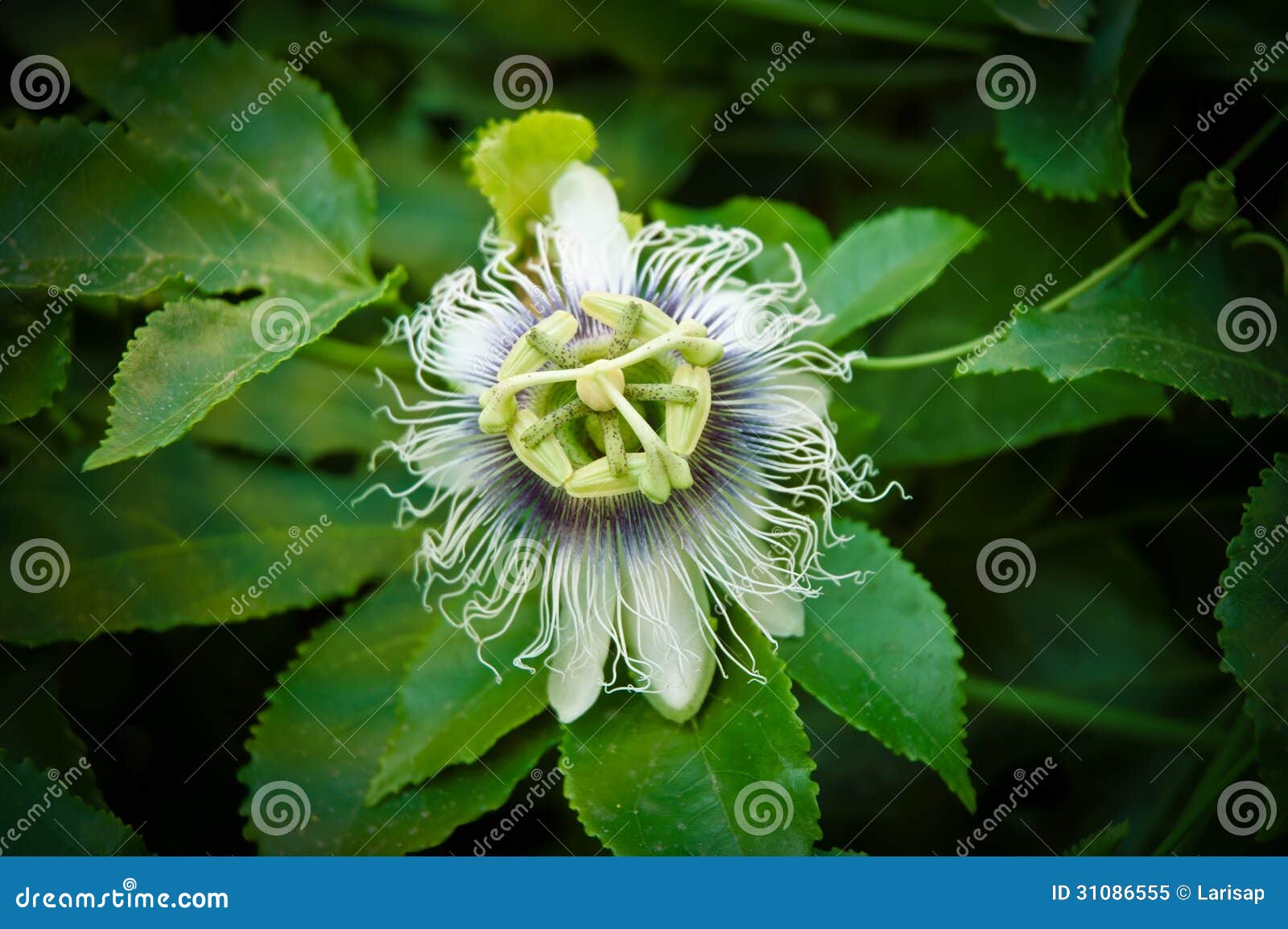 Passievrucht. stock afbeelding. Image of bloem, groei - 31086555