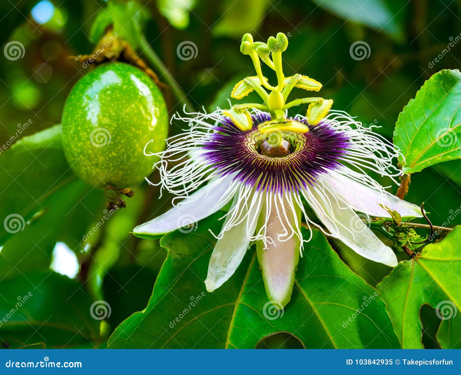 Passievrucht en bloem stock afbeelding. Image of mooi - 103842935
