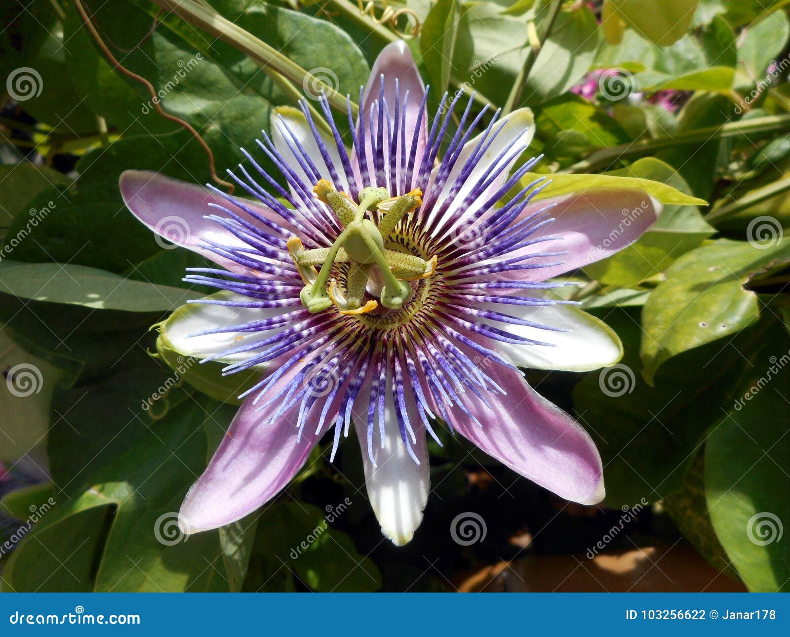 Passiflora foto de stock. Imagem de jardim, flor, nave - 103256622