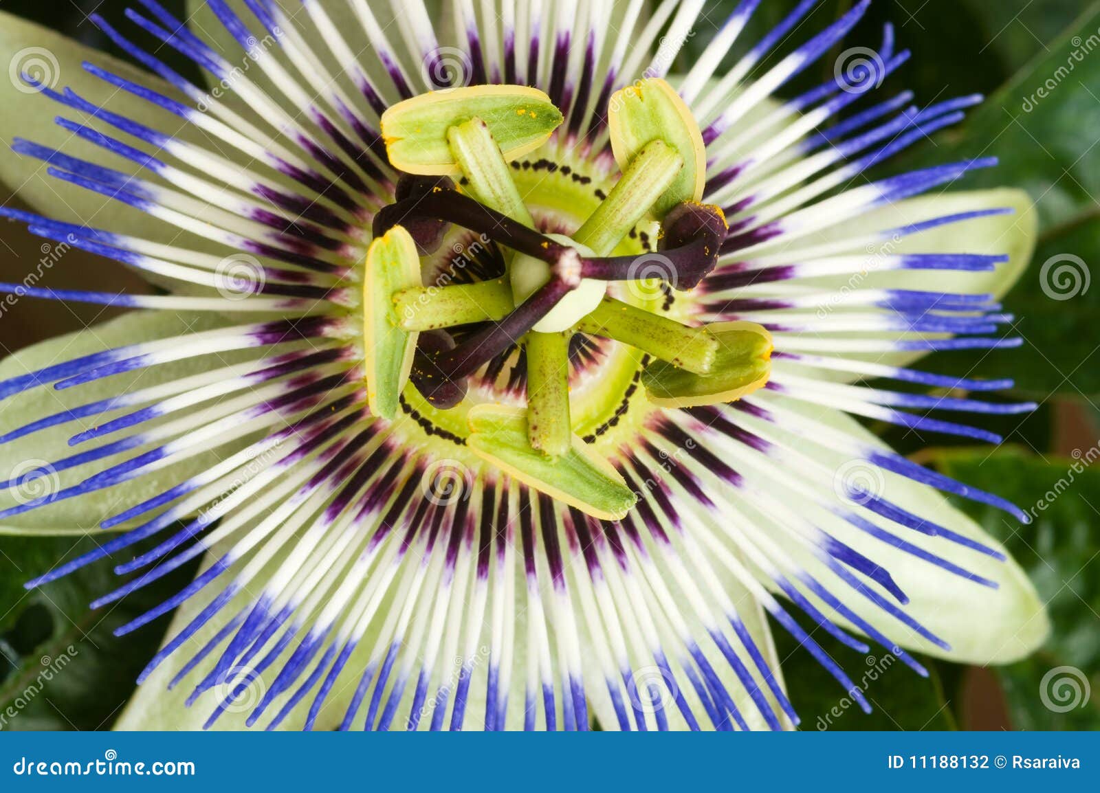 Passiflora stock photo. Image of horizontal, passiflora - 11188132