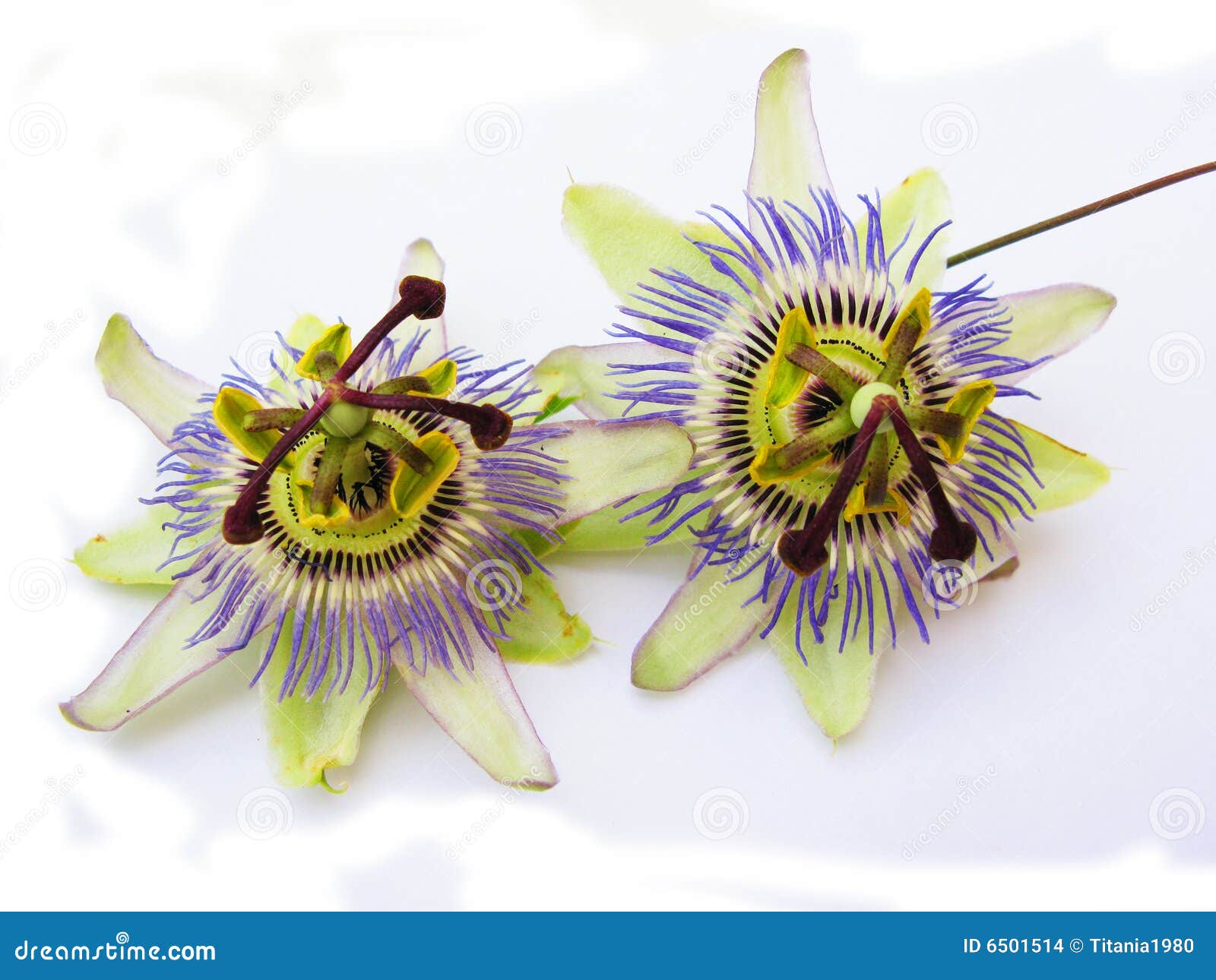 Passiflora stock photo. Image of isolated, aroma, passiflora - 6501514