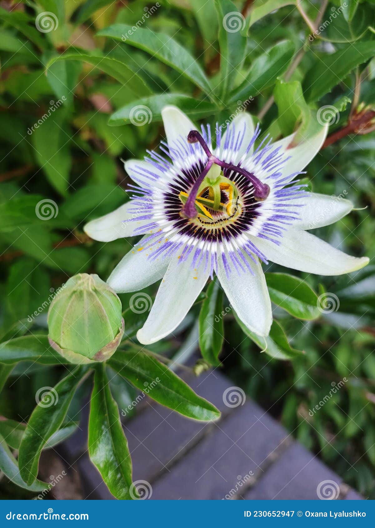 Passiflora Caerulea, Blue Passionflower, Blue Crown Stock Image - Image ...