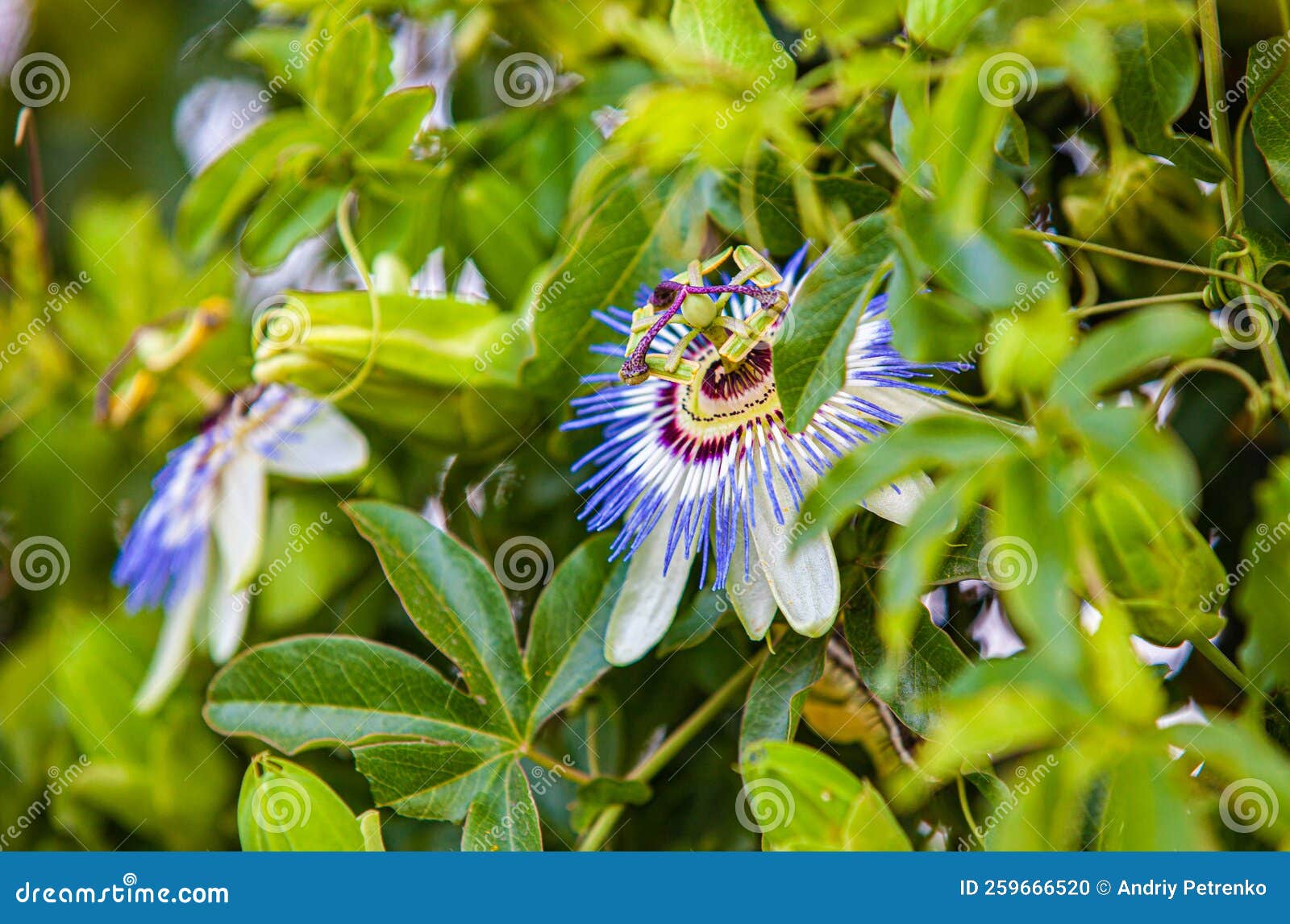 Passiflora Caerulea Clear Sky in Park Stock Photo - Image of beautiful ...