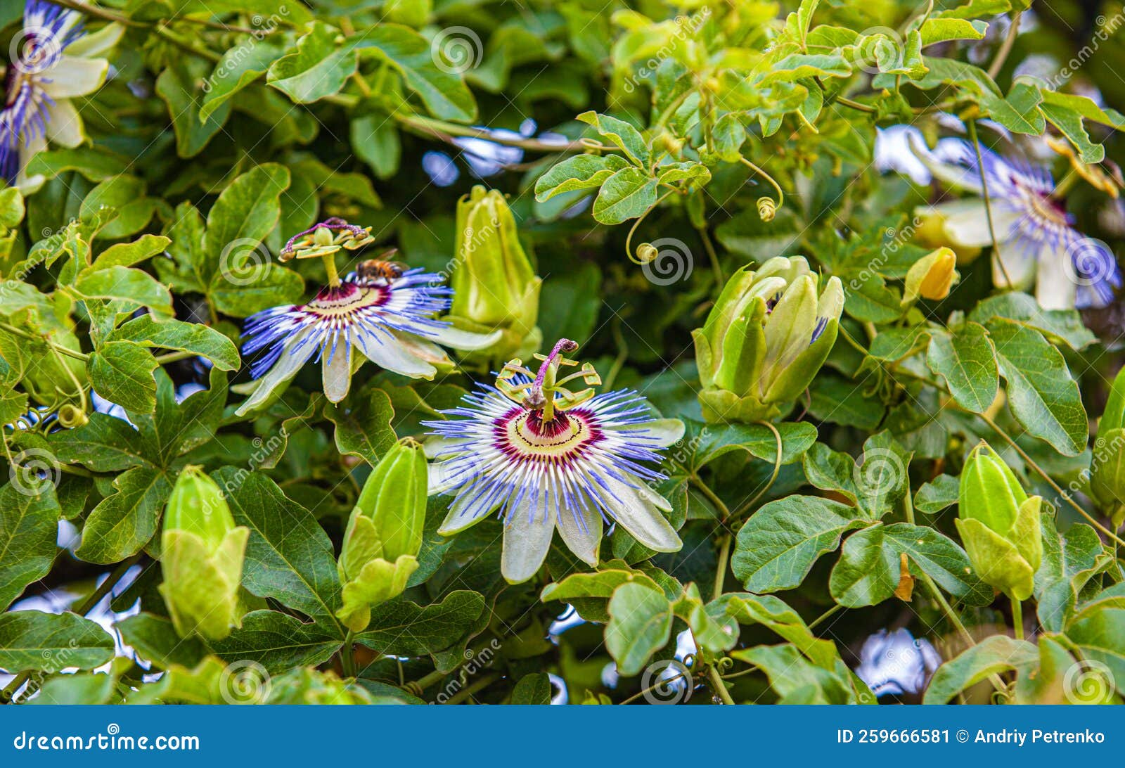 Passiflora Caerulea Clear Sky in Park Stock Image - Image of bright ...