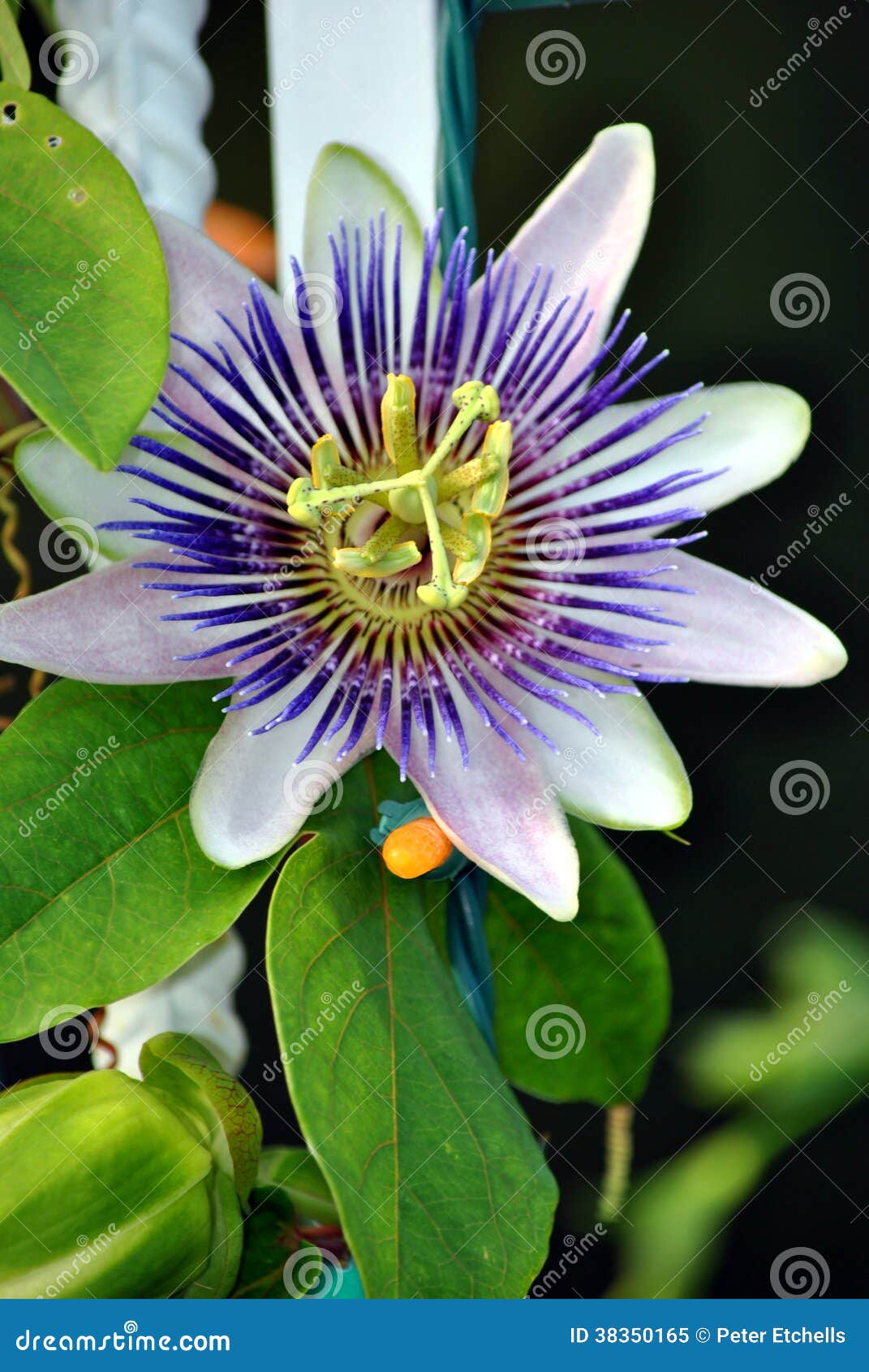Passiflora caerulea stock image. Image of garden, vine - 38350165