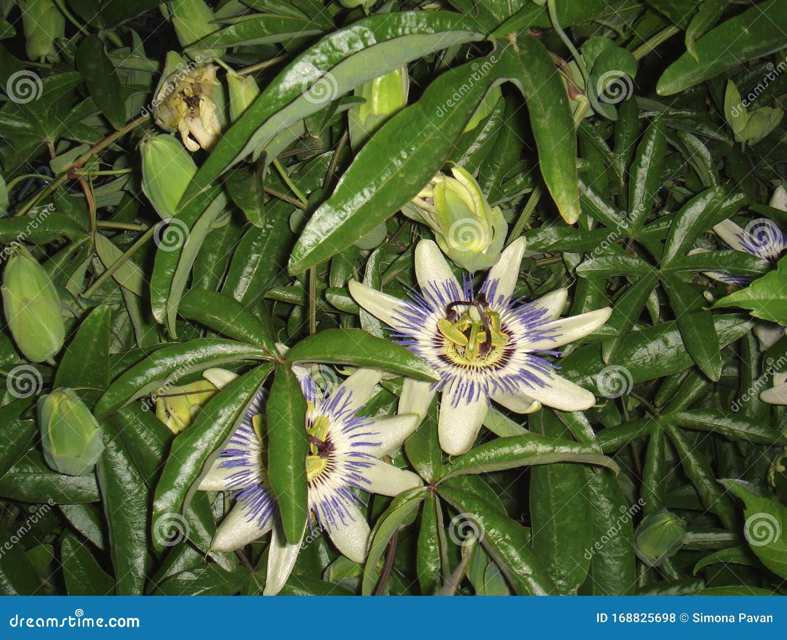 Passiflora Caerulea En Flor Foto de archivo - Imagen de vides, cierre: 168825698