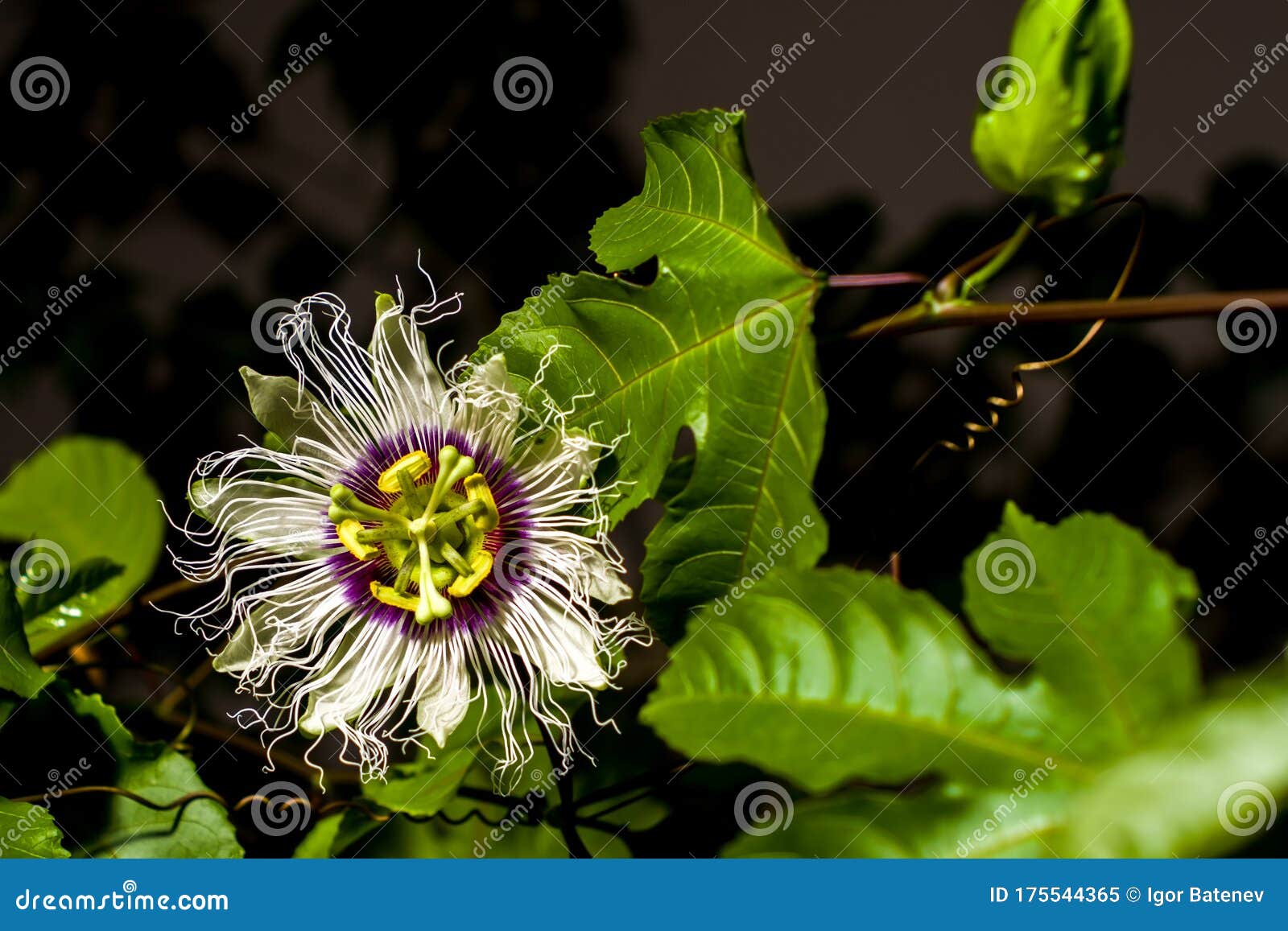 Passiflora creeper flower. stock image. Image of botanical - 175544365