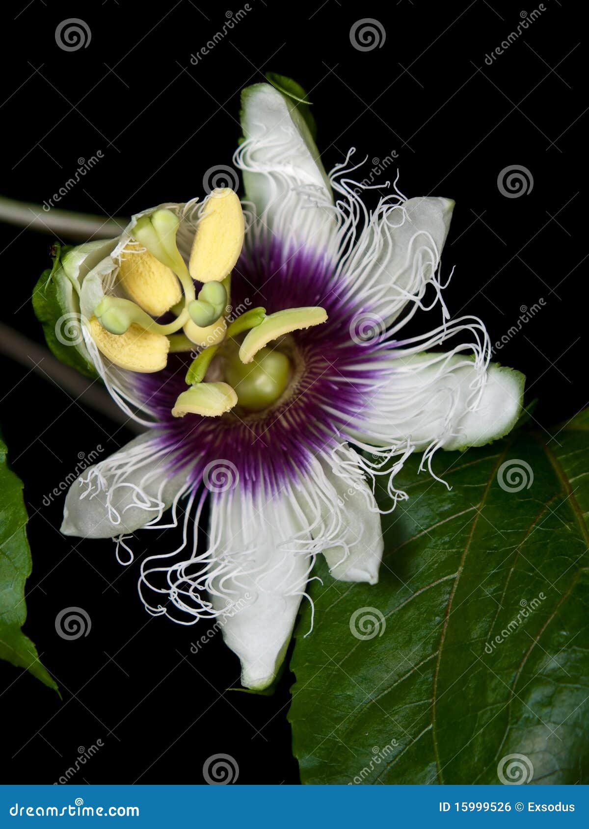 Passiflora edulis stock photo. Image of passionflower - 15999526