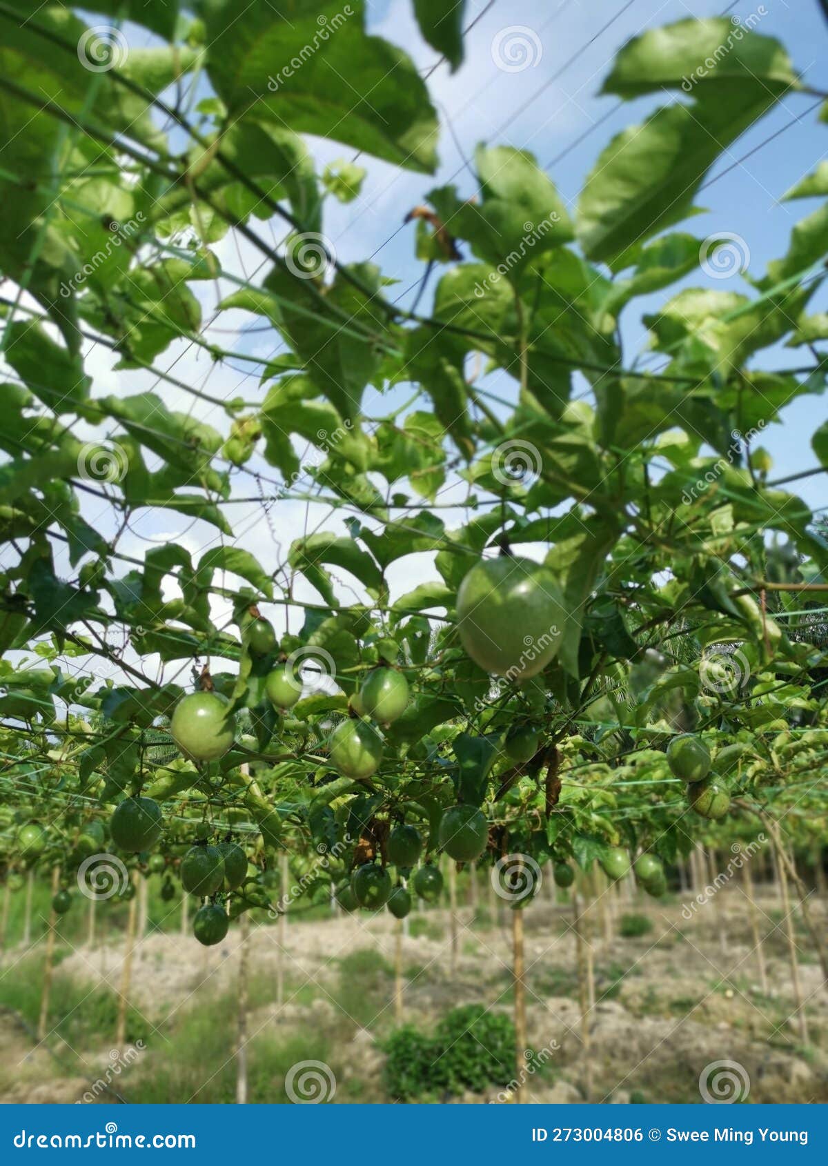 Passiflora Edulis Creeping Fruits Farm Stock Photo - Image of tropical ...