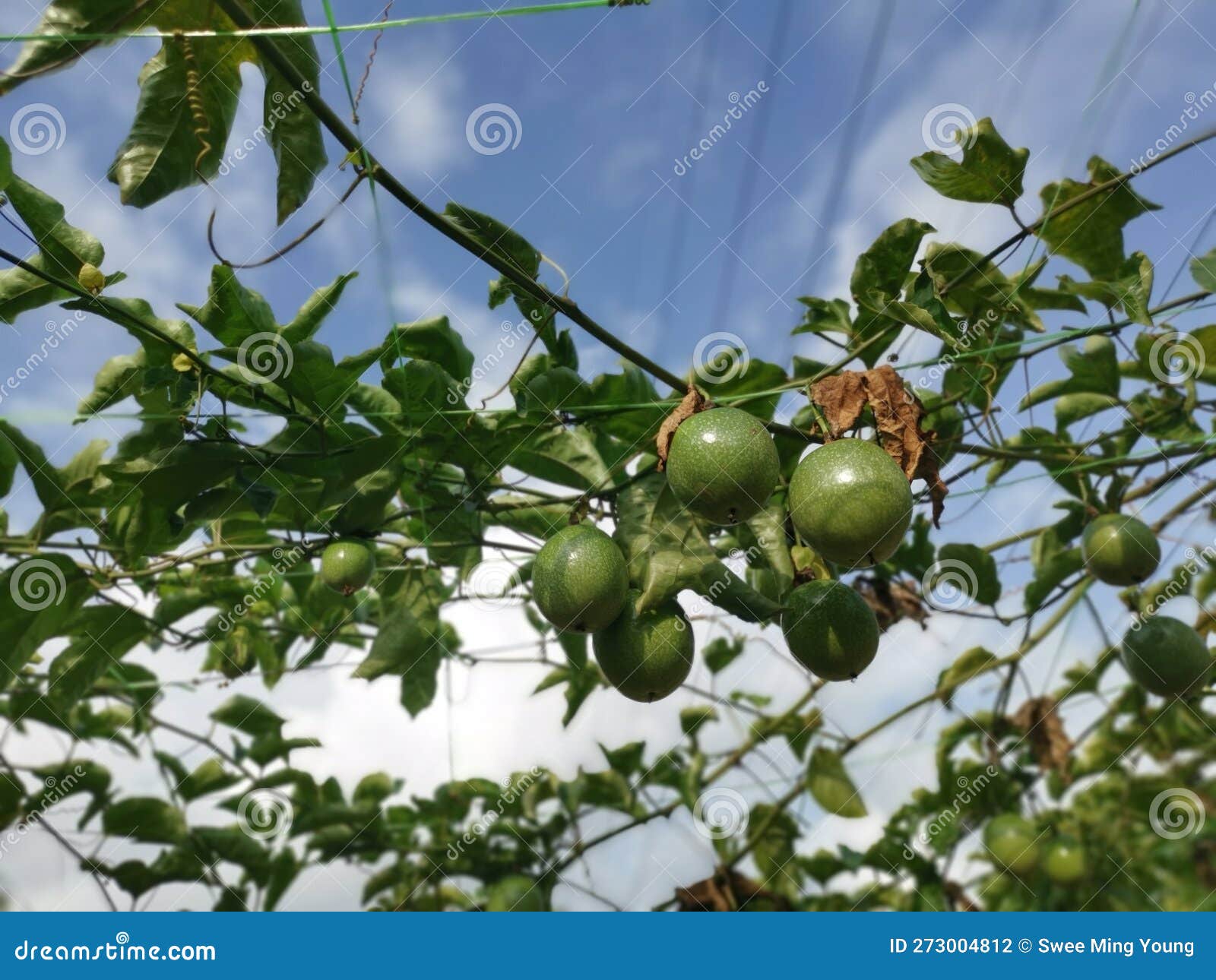 Passiflora Edulis Creeping Fruits Farm Stock Photo - Image of plant ...