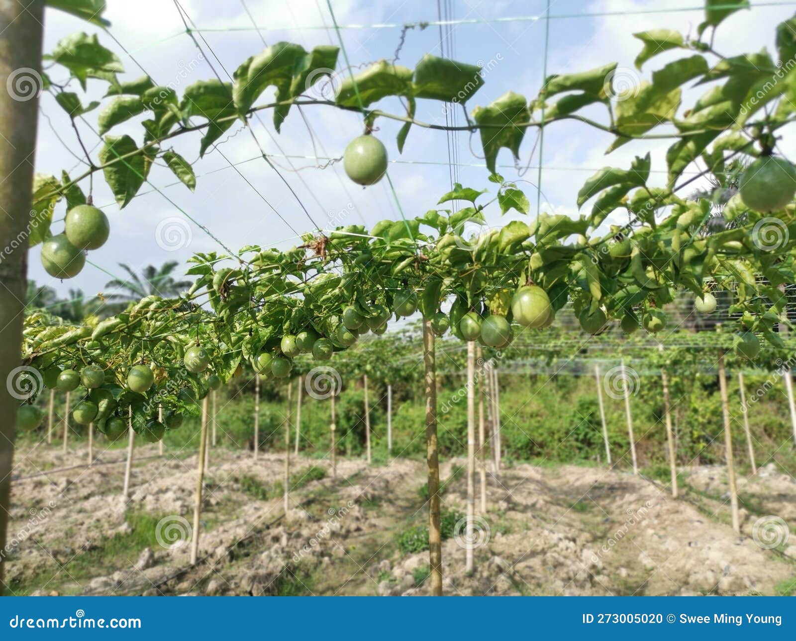 Passiflora Edulis Creeping Fruits Farm Stock Photo - Image of farm ...