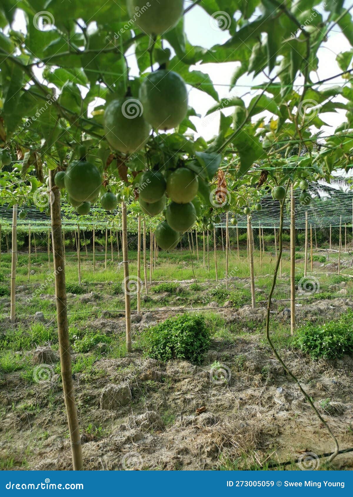 Passiflora Edulis Creeping Fruits Farm Stock Image - Image of health ...