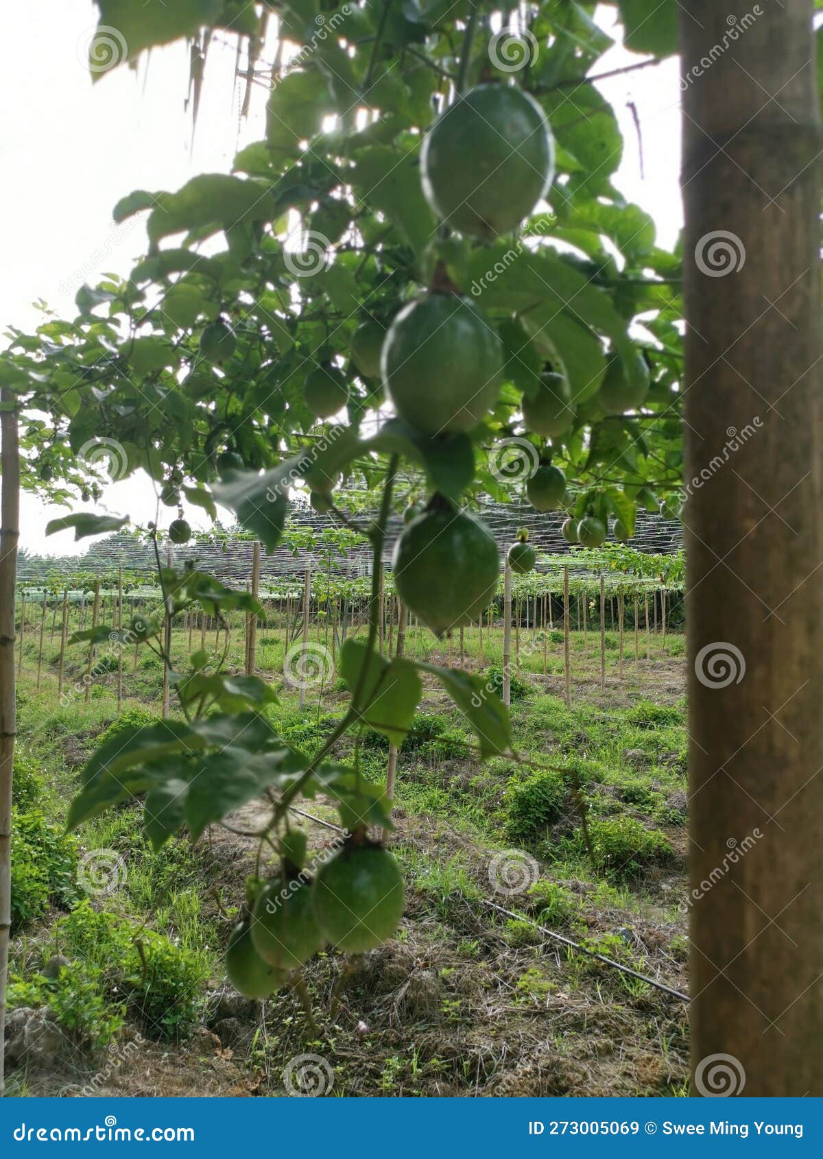 Passiflora Edulis Creeping Fruits Farm Stock Image - Image of yellow ...