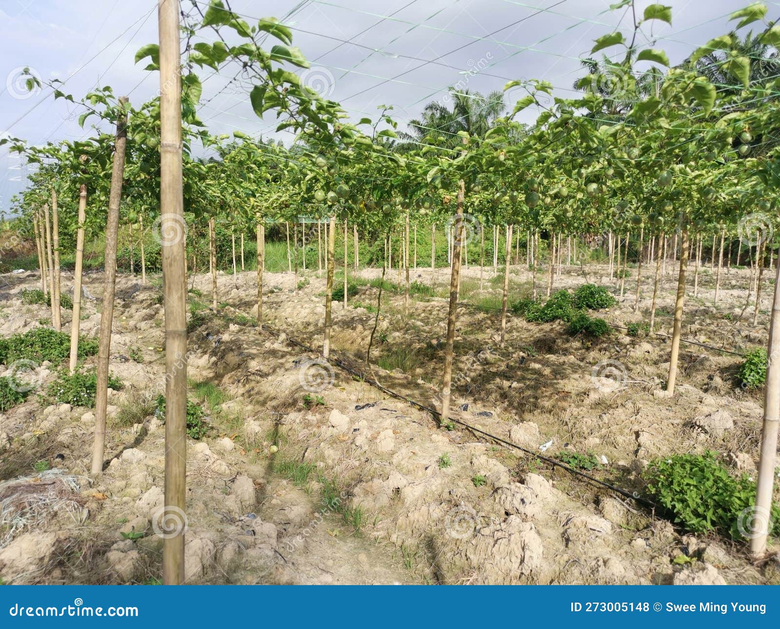 Passiflora Edulis Creeping Fruits Farm Stock Photo - Image of health ...