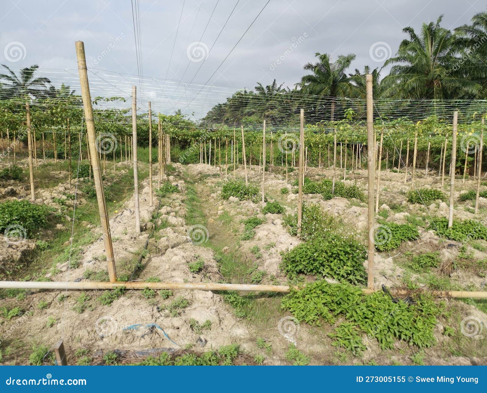 Passiflora Edulis Creeping Fruits Farm Stock Image - Image of nature ...